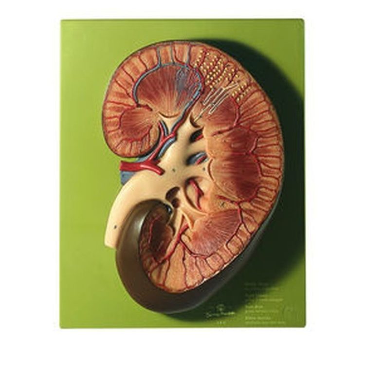 Resource Spotlight: National Kidney Month | UW Health Sciences Library
