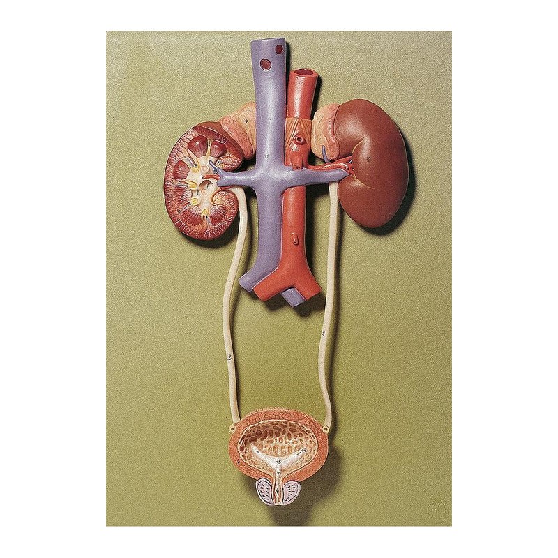 Resource Spotlight: National Kidney Month | UW Health Sciences Library